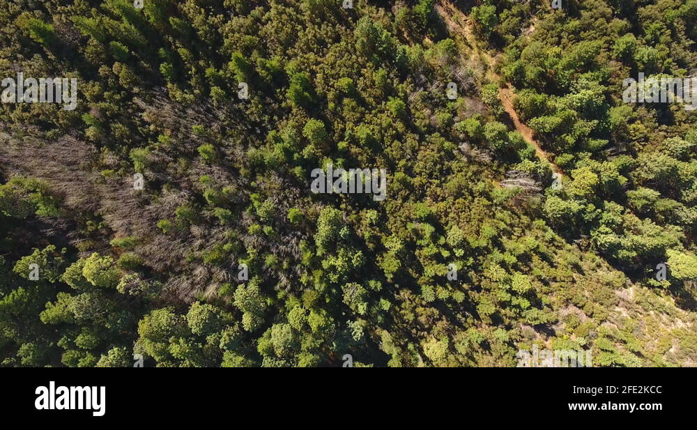 Forrest fir Stock Videos & Footage - HD and 4K Video Clips - Alamy