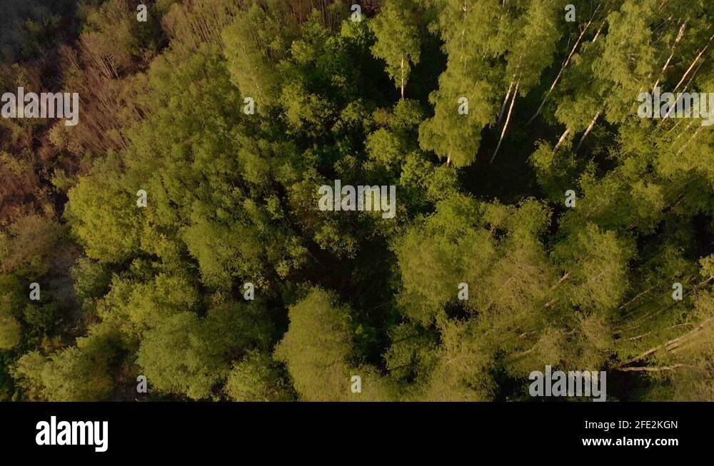 Burnt birch tree Stock Videos & Footage - HD and 4K Video Clips - Alamy