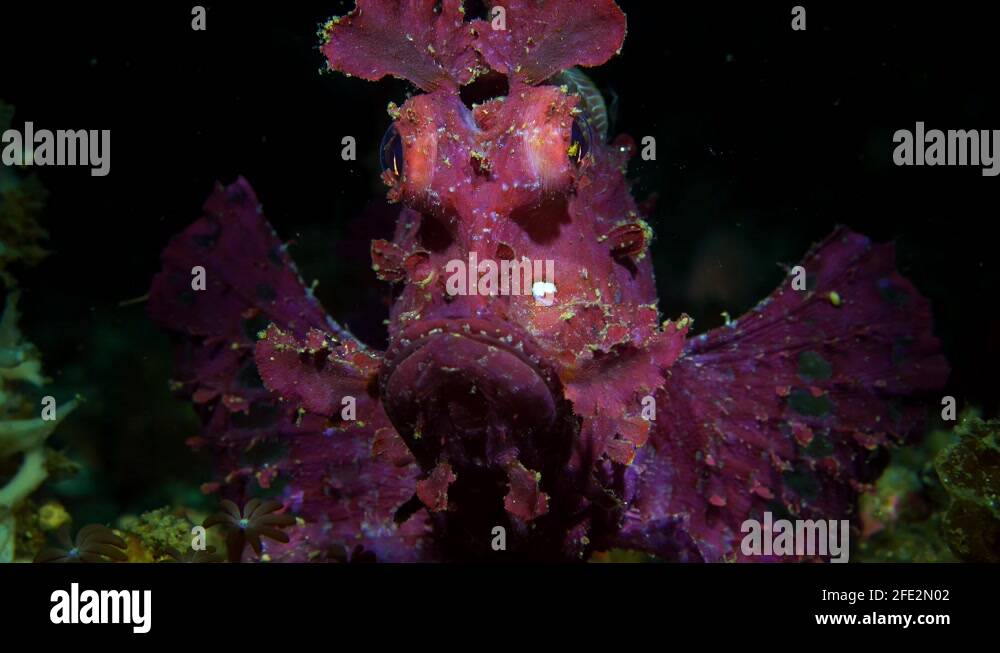 Rhinopias frondosa purple Weedy Scorpionfish with parasite Lembeh 4k ...