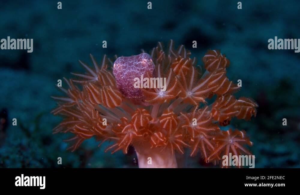 Sepia plangon Stock Videos & Footage - HD and 4K Video Clips - Alamy