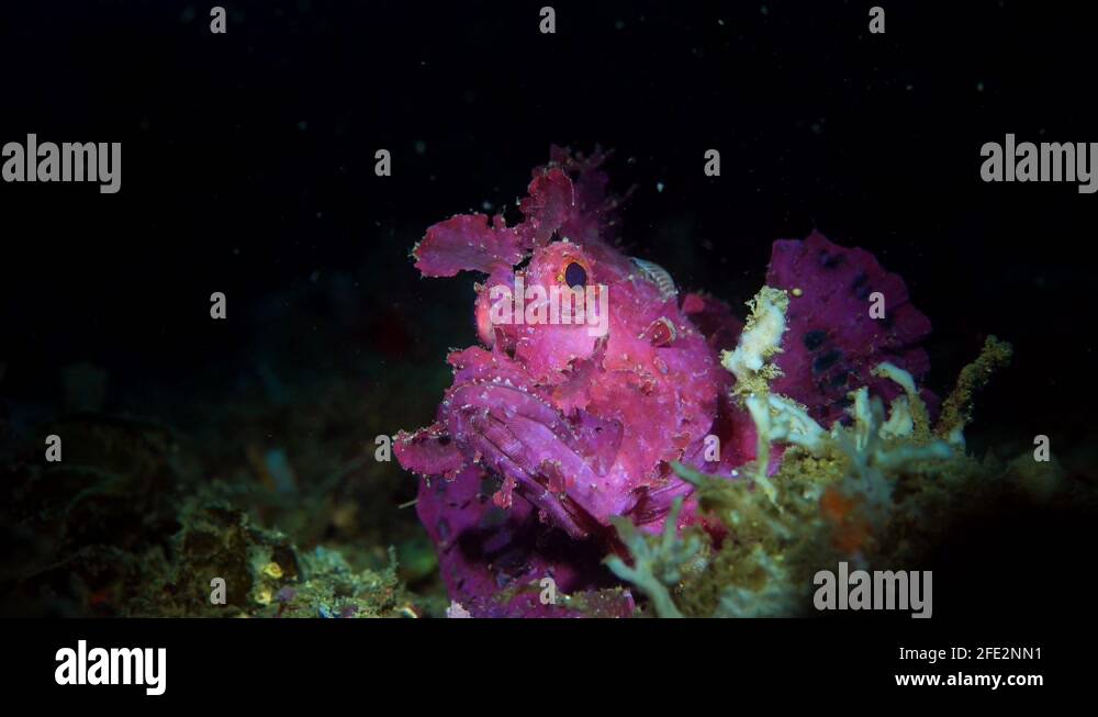 Rhinopias frondosa purple Weedy Scorpionfish with parasite Lembeh 4k ...