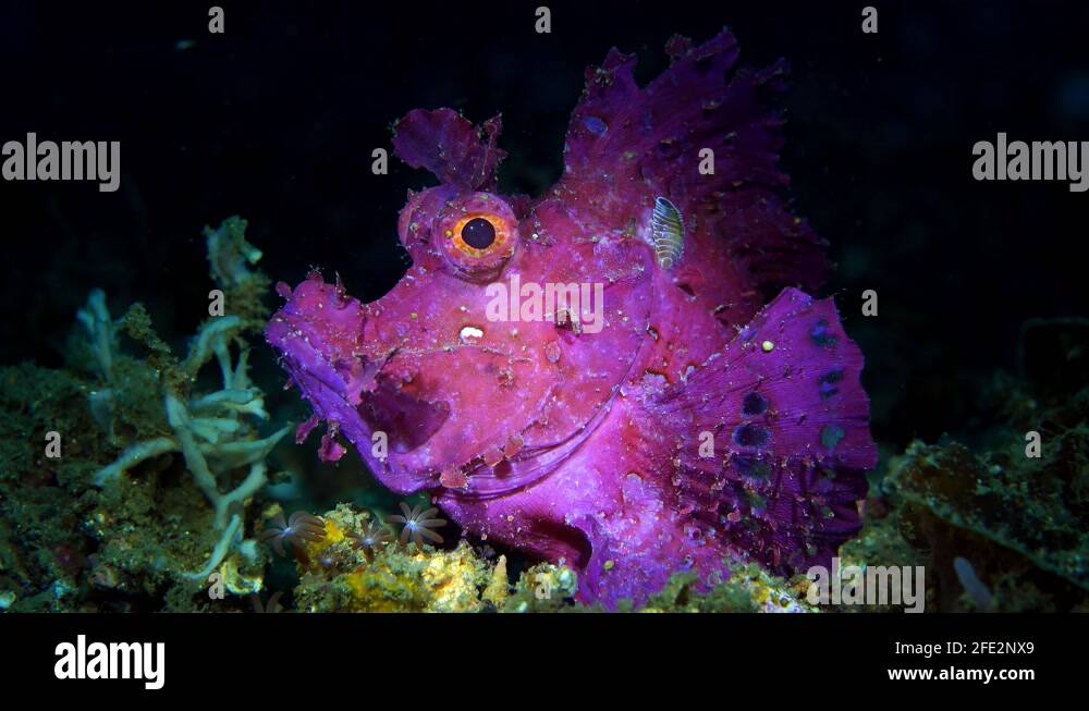 Rhinopias frondosa purple Weedy Scorpionfish with parasite Lembeh 4k ...