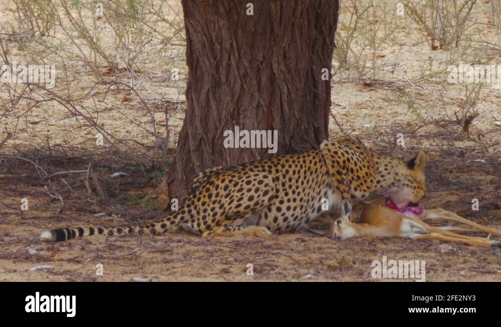 Cheetah desert Stock Videos & Footage - HD and 4K Video Clips - Alamy