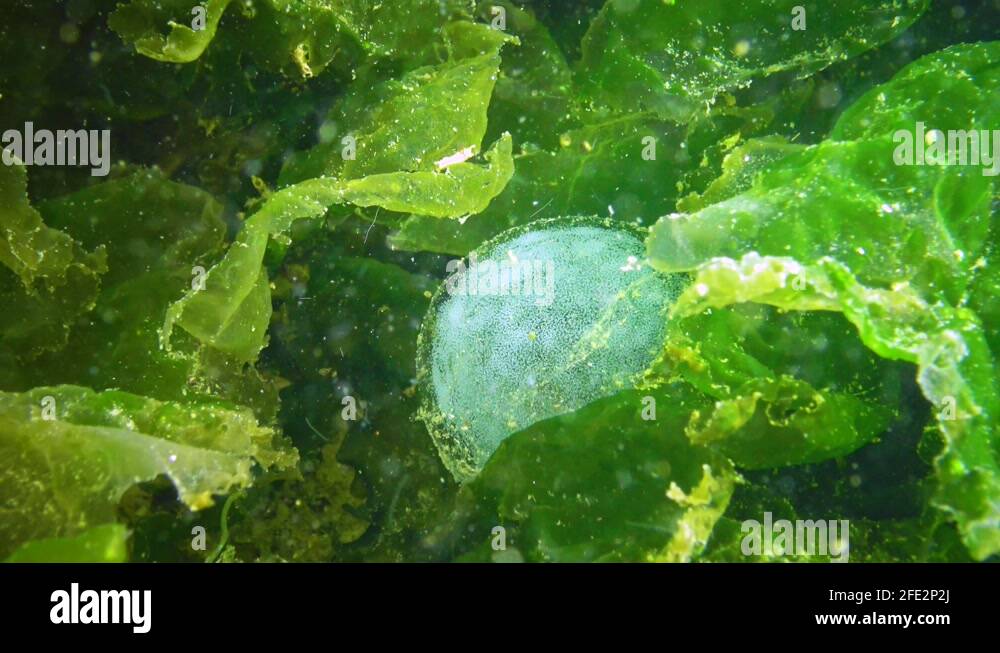 Reproduction of sea worms, polychaetes. Eggs of polychaetes Stock Video ...