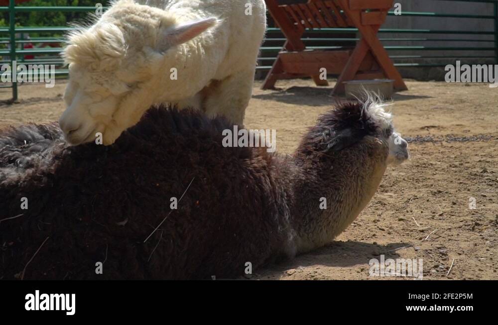 Togetherness two animals Stock Videos & Footage - HD and 4K Video Clips ...