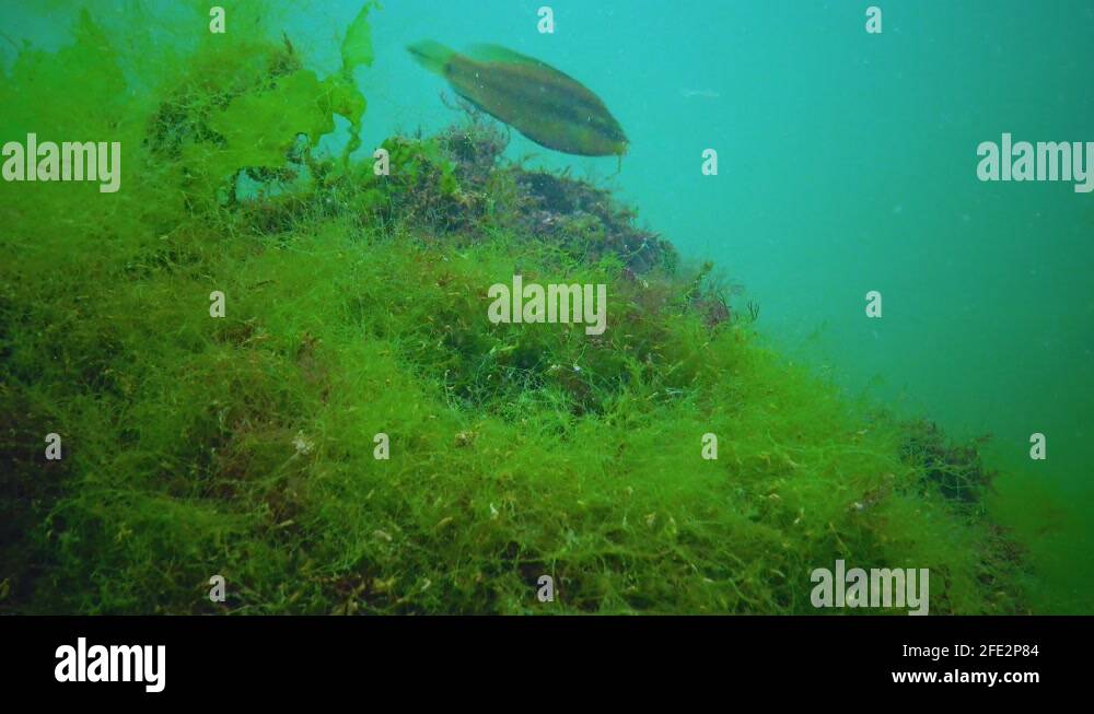 Reproduction Ocellated wrasse (Symphodus ocellatus Stock Video Footage ...