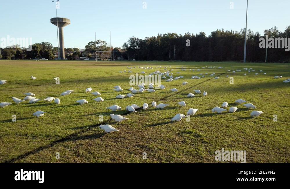 Little corella flying water Stock Videos & Footage - HD and 4K Video ...