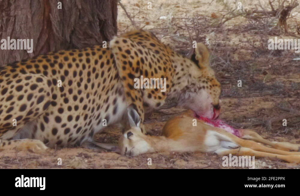 Starving desert Stock Videos & Footage - HD and 4K Video Clips - Alamy