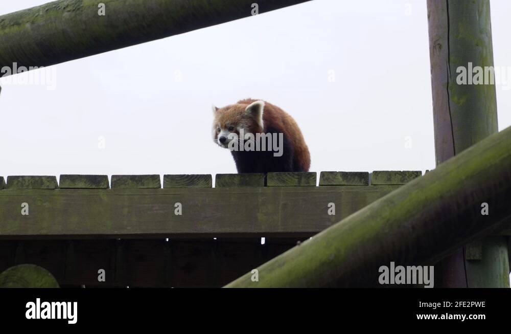 Red Panda standing in wood platform within an outdoor enclosure at zoo ...