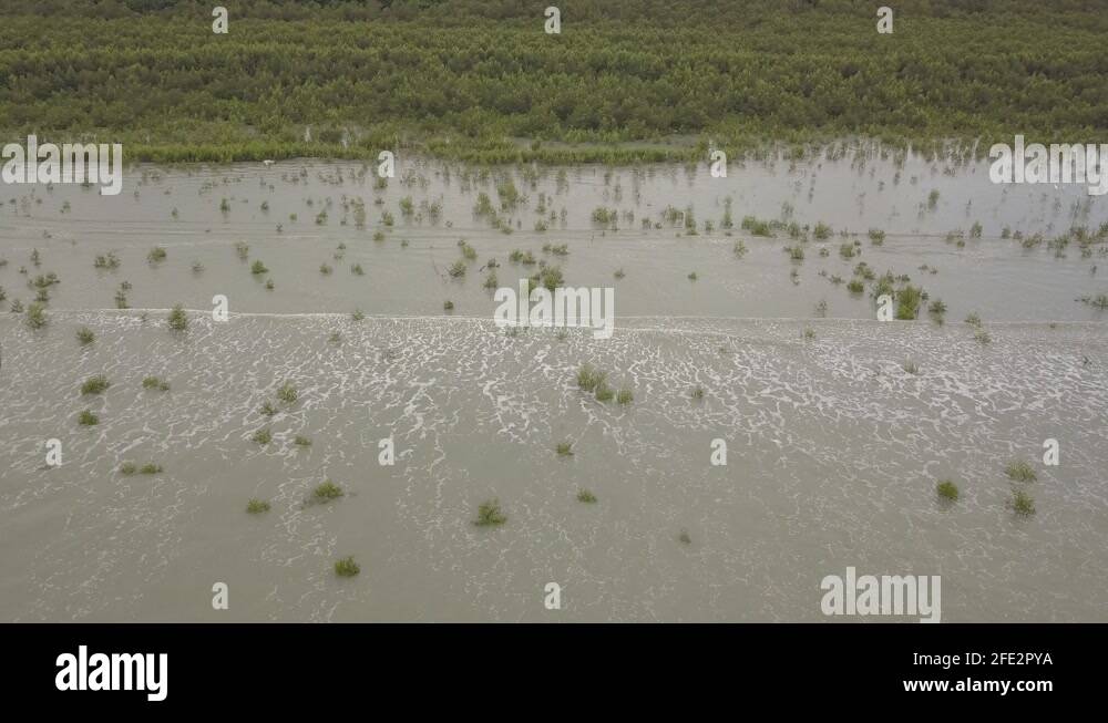 Mangroves mangrove coastal Stock Videos & Footage - HD and 4K Video ...