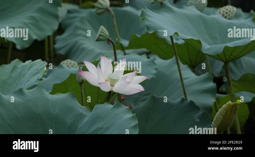 Lotus flower water garden Stock Videos & Footage - HD and 4K Video ...