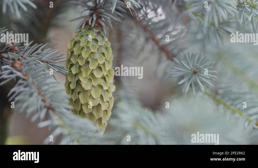 Blue pine tree Stock Videos & Footage - HD and 4K Video Clips - Alamy