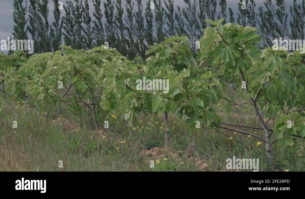 Fig orchard Stock Videos & Footage - HD and 4K Video Clips - Alamy