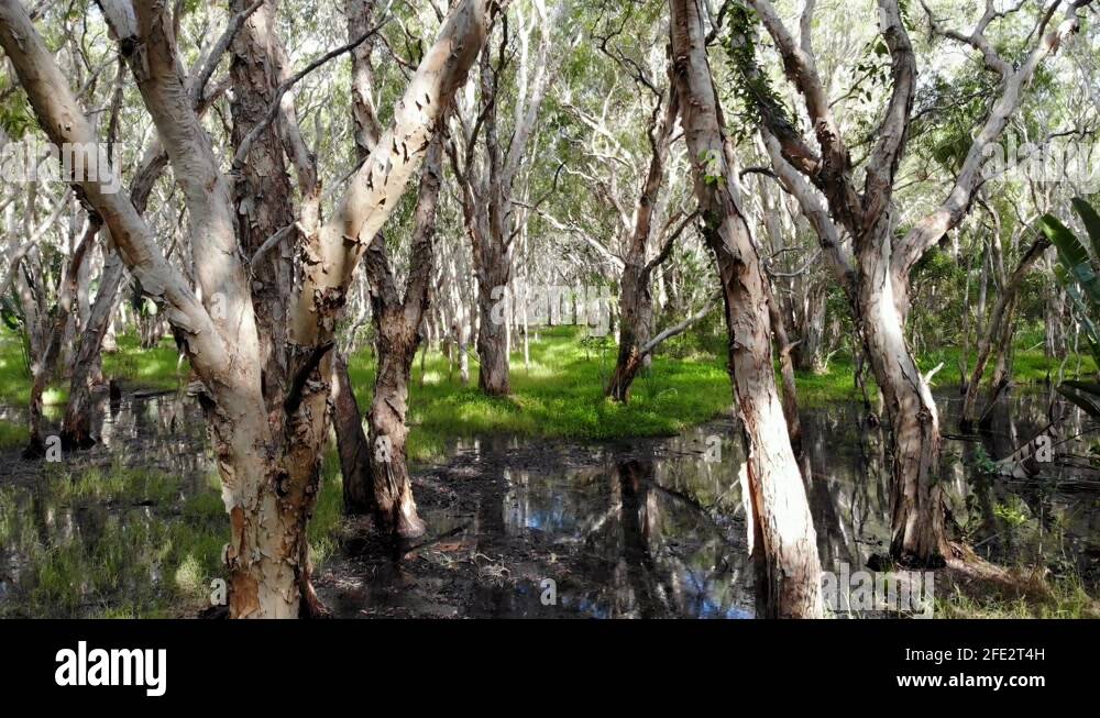 Paper tree Stock Videos & Footage - HD and 4K Video Clips - Alamy