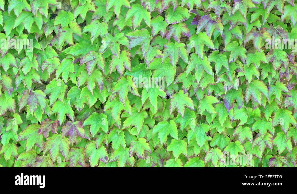 American vine Stock Videos & Footage - HD and 4K Video Clips - Alamy