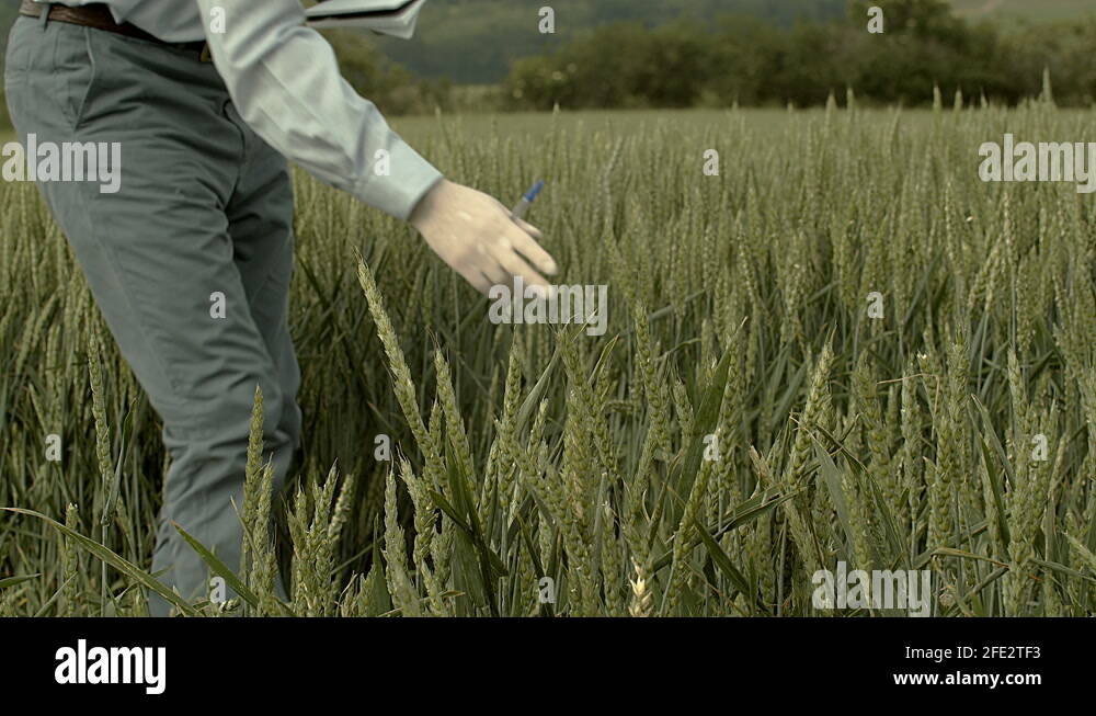 Grain field man detail Stock Videos & Footage - HD and 4K Video Clips ...