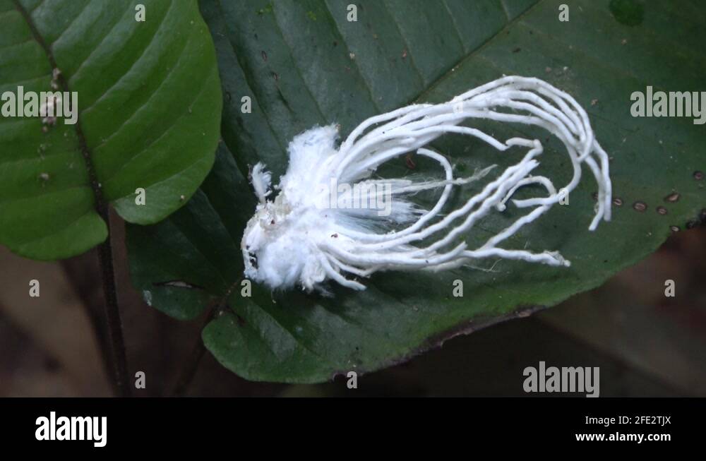 Flatid leaf bug Stock Videos & Footage - HD and 4K Video Clips - Alamy