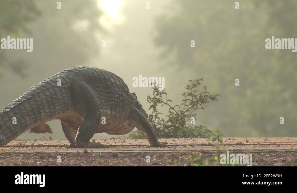 Ground Level of Yacare Caiman Adult Walking Laying Down on Misty Day ...