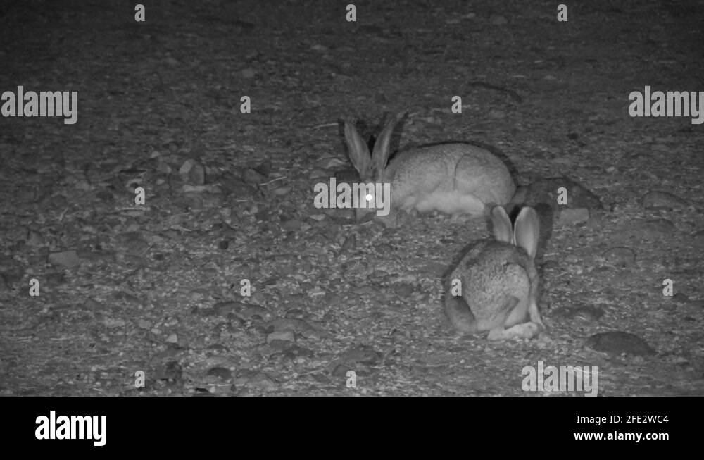 North american hare Stock Videos & Footage - HD and 4K Video Clips - Alamy