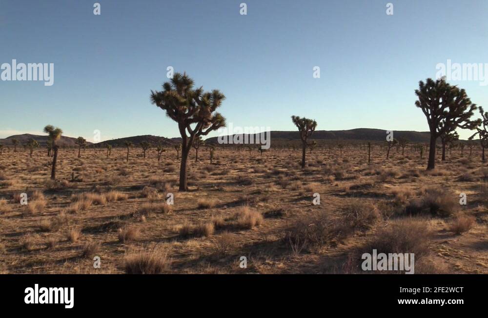 Driving By Sightseeing California Desert Joshua Tree Forest of Palm ...