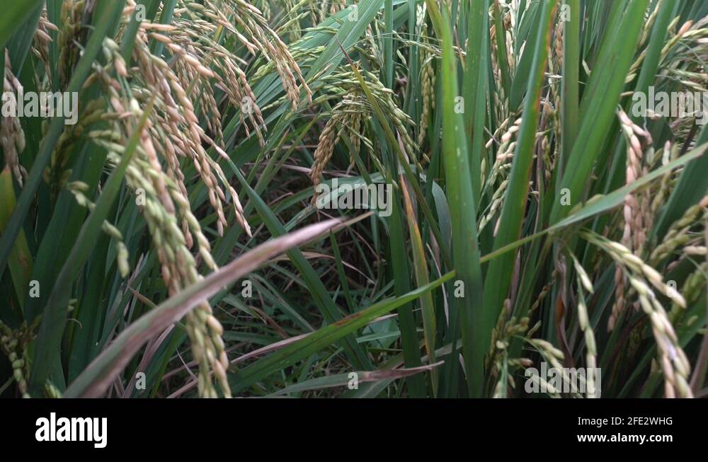 Light breezees through rice field pathway making plants sway, low angle ...