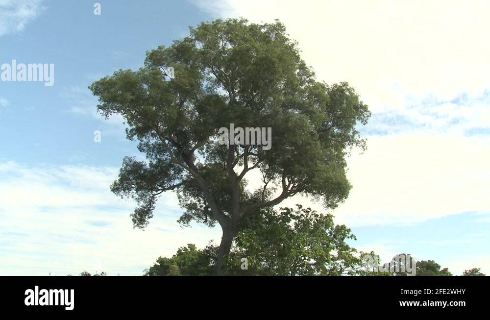 Brazil nut tree Stock Videos & Footage - HD and 4K Video Clips - Alamy