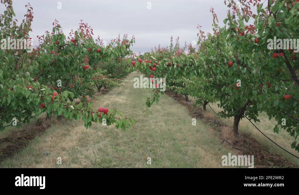 Field fruit Stock Videos & Footage - HD and 4K Video Clips - Alamy