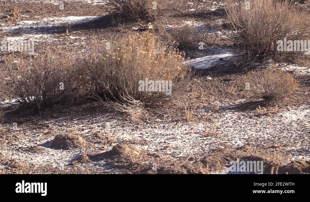 Cold Wind Very Windy in High Elevation Desert Blowing Dry Dead ...