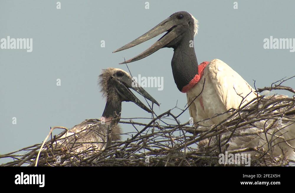 Adult and chicks at nest Stock Videos & Footage - HD and 4K Video Clips ...