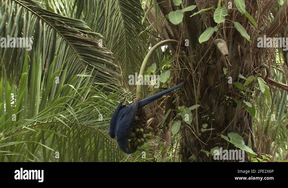Palm nut tree Stock Videos & Footage - HD and 4K Video Clips - Alamy