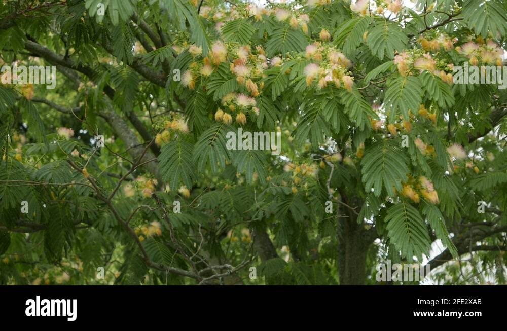 Nemunoki Stock Videos & Footage - HD and 4K Video Clips - Alamy
