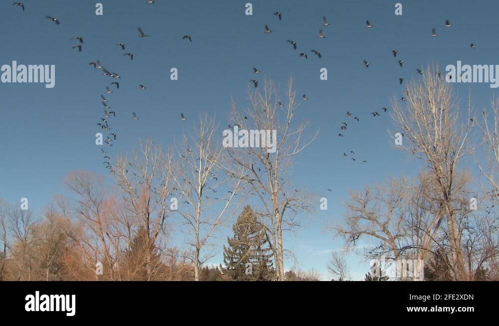 Flock geese flying Stock Videos & Footage - HD and 4K Video Clips - Alamy