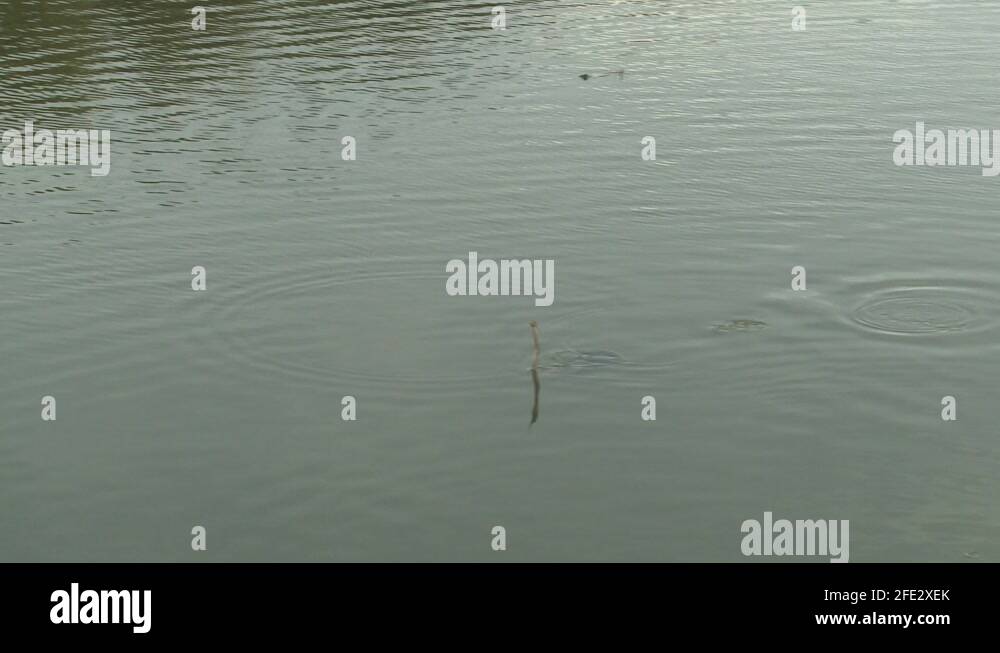 Wildlife brazil river bird Stock Videos & Footage - HD and 4K Video ...