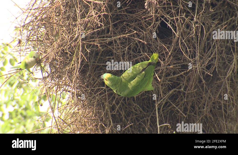 Stick nest Stock Videos & Footage - HD and 4K Video Clips - Alamy