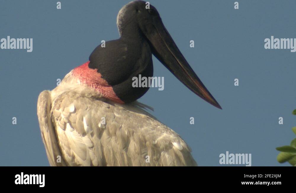Head in pouch Stock Videos & Footage - HD and 4K Video Clips - Alamy