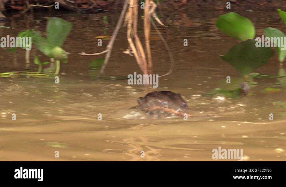 Eel prey Stock Videos & Footage - HD and 4K Video Clips - Alamy