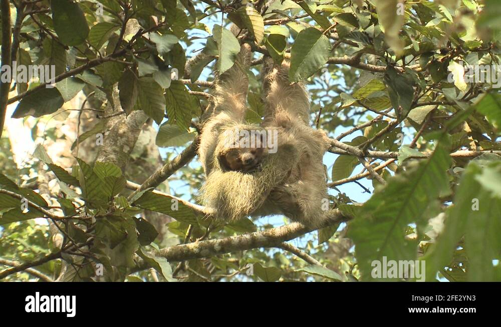 Itching animal Stock Videos & Footage - HD and 4K Video Clips - Alamy