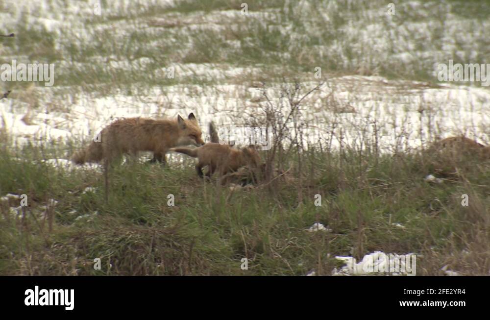 Animal family funny Stock Videos & Footage - HD and 4K Video Clips - Alamy