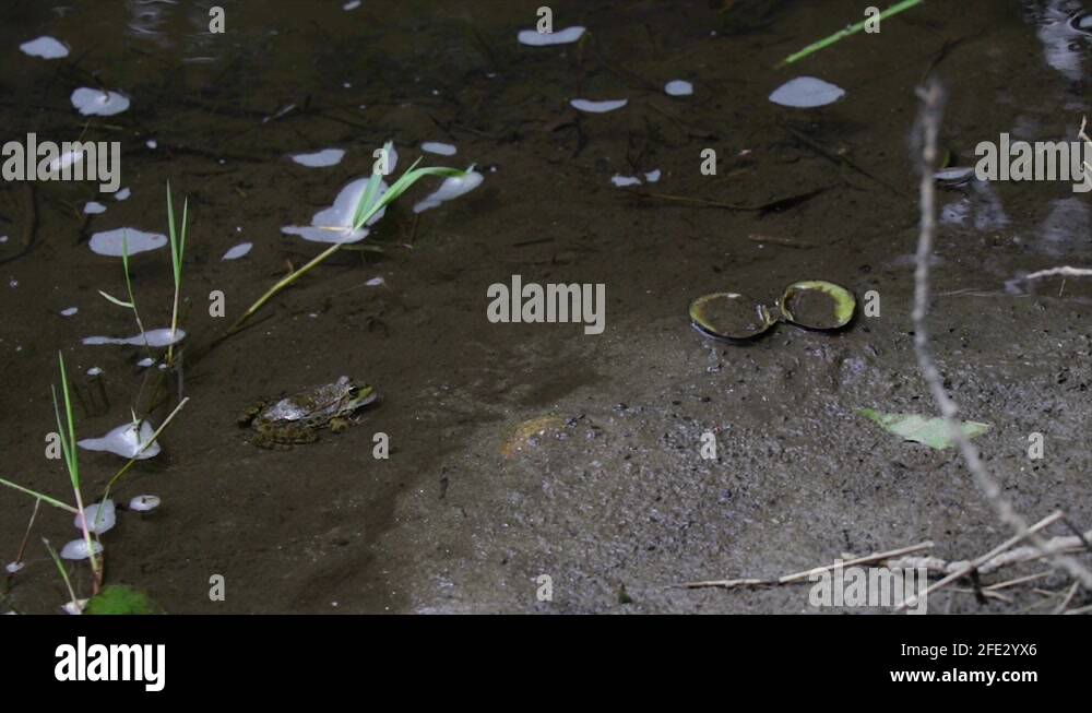 Leaping frog water Stock Videos & Footage - HD and 4K Video Clips - Alamy