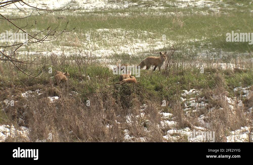 Litter meadow Stock Videos & Footage - HD and 4K Video Clips - Alamy
