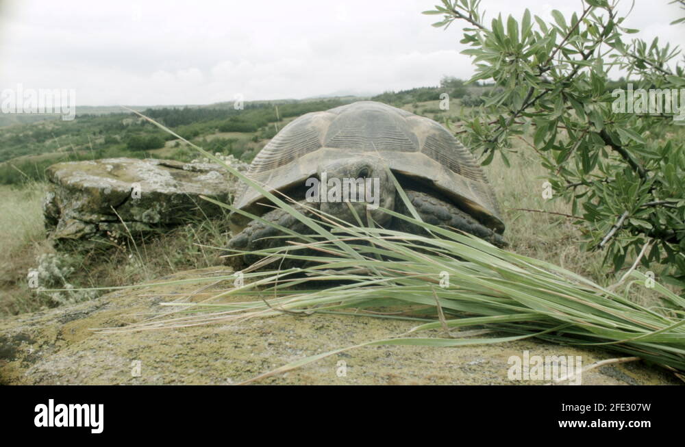 Paw of a turtle Stock Videos & Footage - HD and 4K Video Clips - Alamy