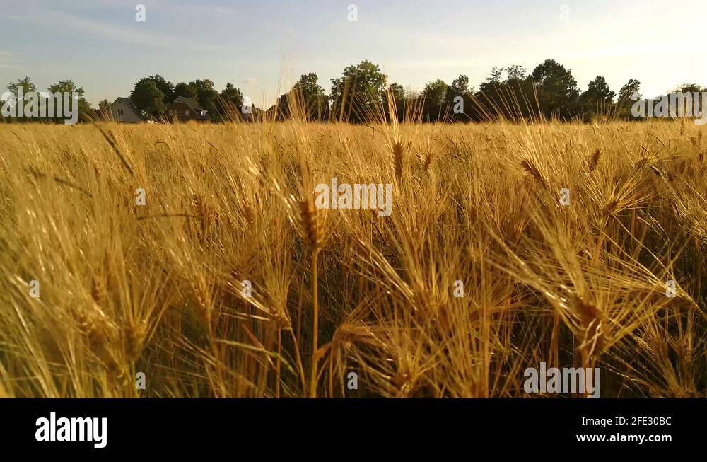 Barley farming europe Stock Videos & Footage - HD and 4K Video Clips ...
