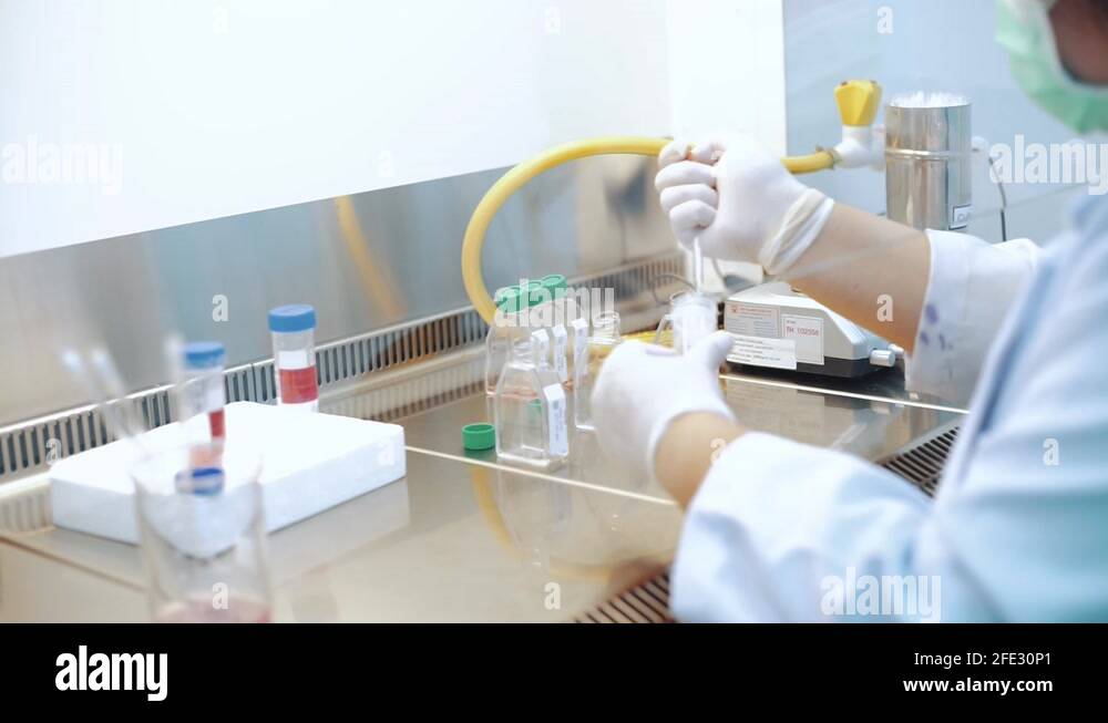 scientist using dropper pipette transfer sample in Biosafety cabinet ...