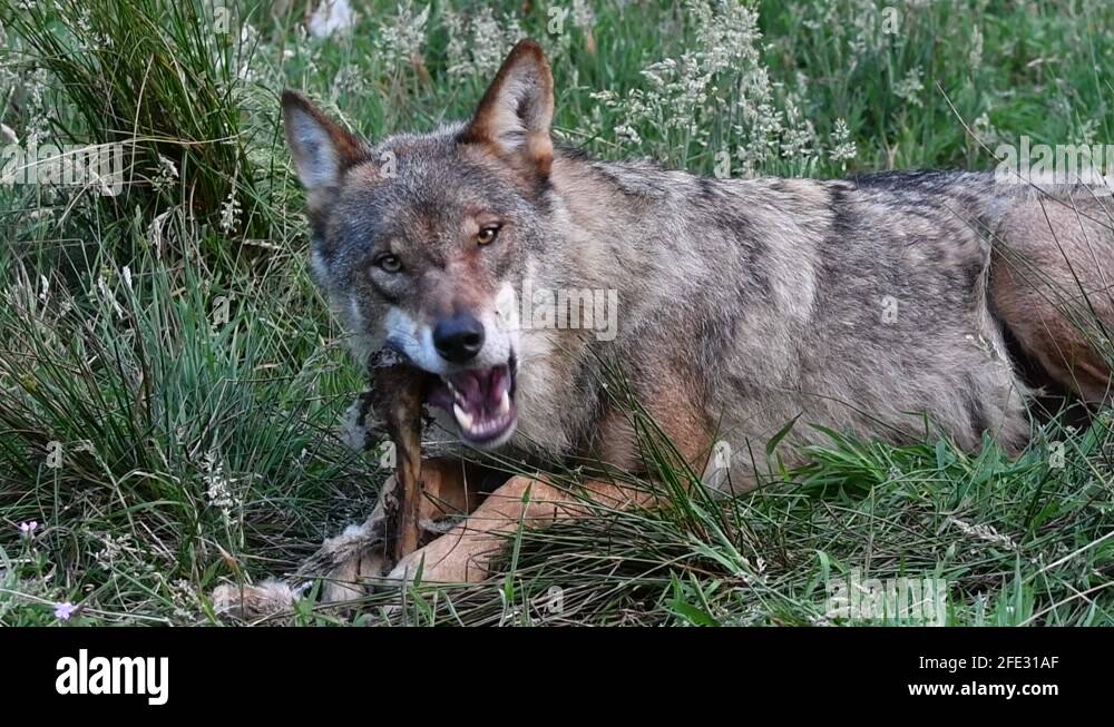 Grey wolf gnawing / chewing on bone from carcass of killed sheep in ...