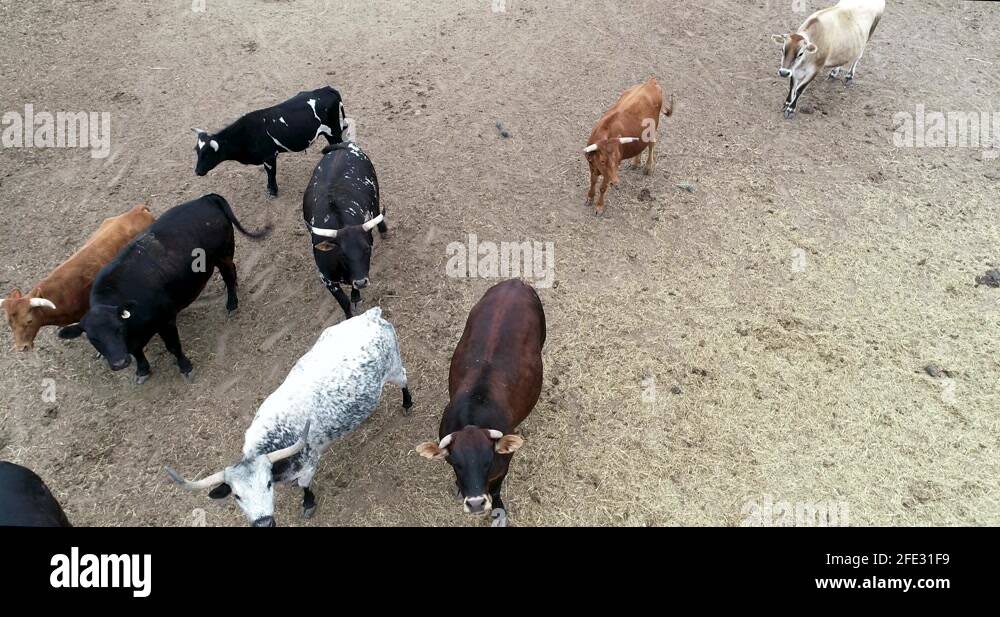 Steers head Stock Videos & Footage - HD and 4K Video Clips - Alamy