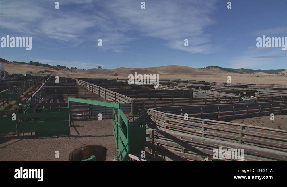 Bison Running through Chute Gate at Auction in Custer State Park Stock ...