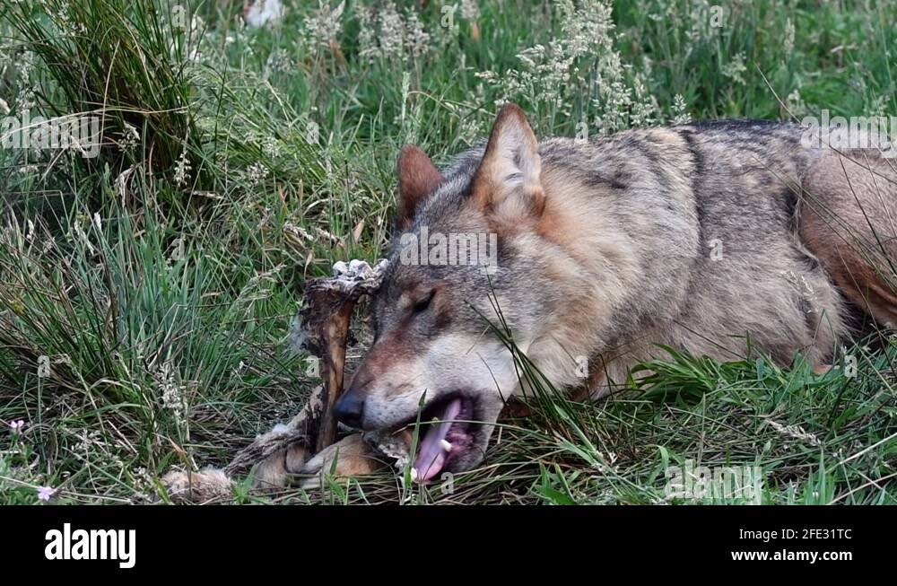 Grey wolf gnawing / chewing on bone from carcass of killed sheep in ...