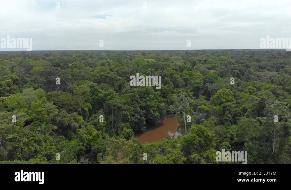 Real jungle Stock Videos & Footage - HD and 4K Video Clips - Alamy