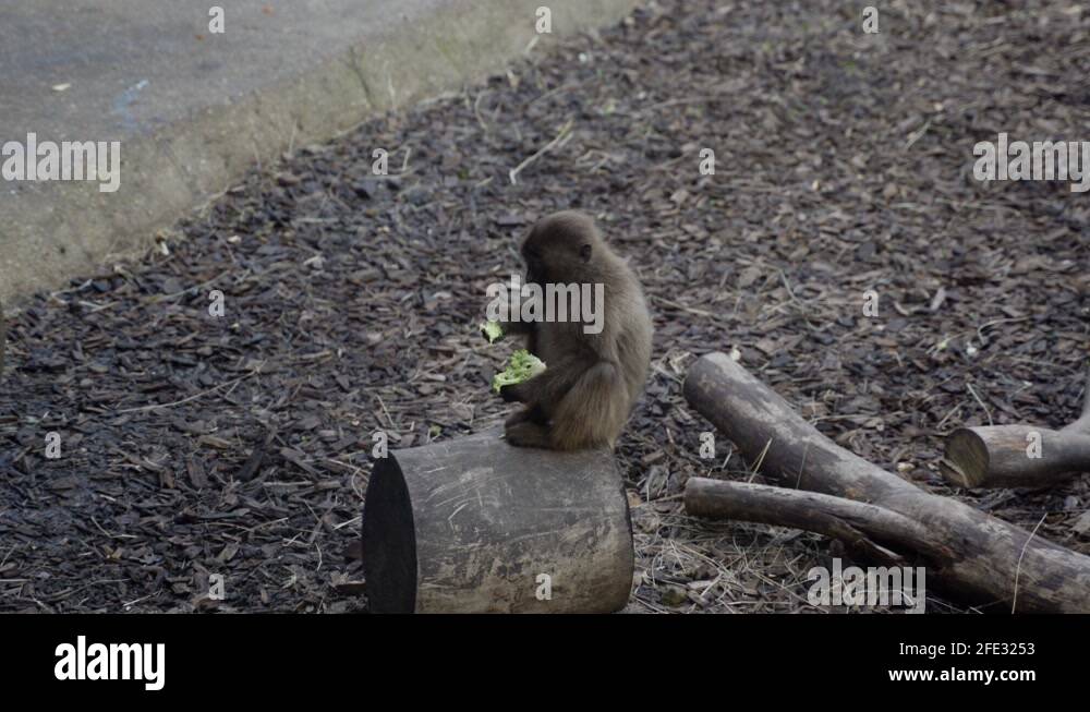 Seating enclosure Stock Videos & Footage - HD and 4K Video Clips - Alamy