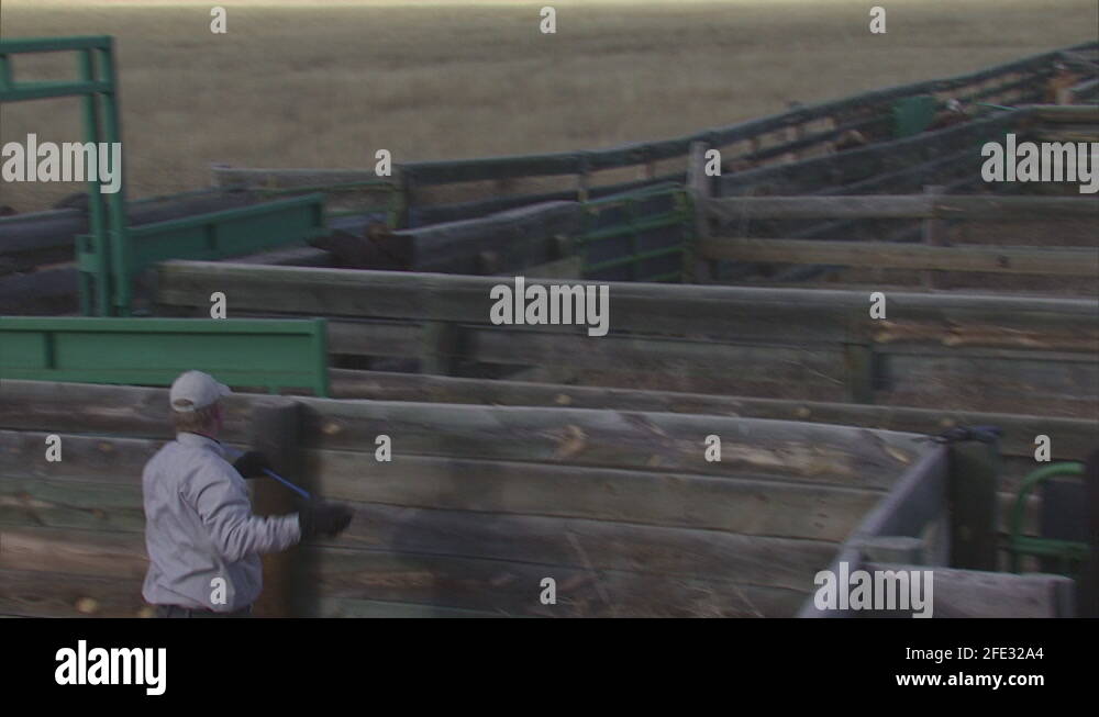 Men Herding Bison through Cattle Chutes at Auction in Custer State Park ...